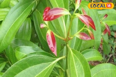 dalchini plant in hindi