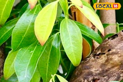 dalchini plant in hindi