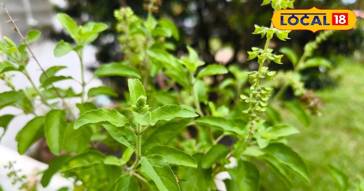 Tulsi Care Tips : सर्दियों में भी तुलसी को हरा-भरा रखेंगी ये सावधानियां ...