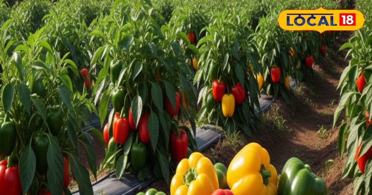 Capsicum farming : फरवरी में बुवाई अप्रैल में कमाई, किस्मत बदल देगी ...