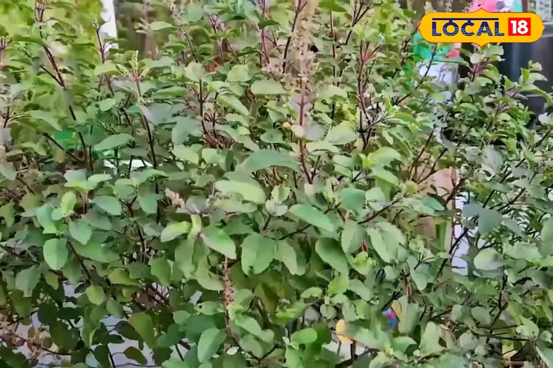 Tulsi Plant: कोहरा, पाला और ठंड…फिर भी तुलसी का पौधा रहेगा हरा-भरा! बस ...