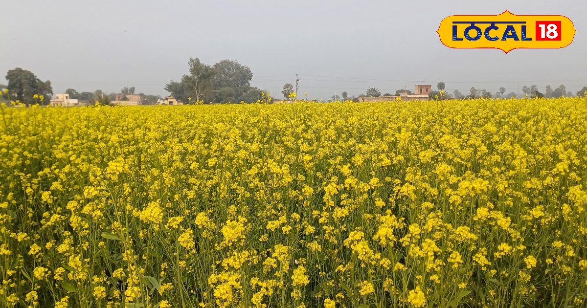 भरतपुर सरसों उत्पादन: किसानों की आय और रोजगार में बढ़ोतरी - News18 हिंदी