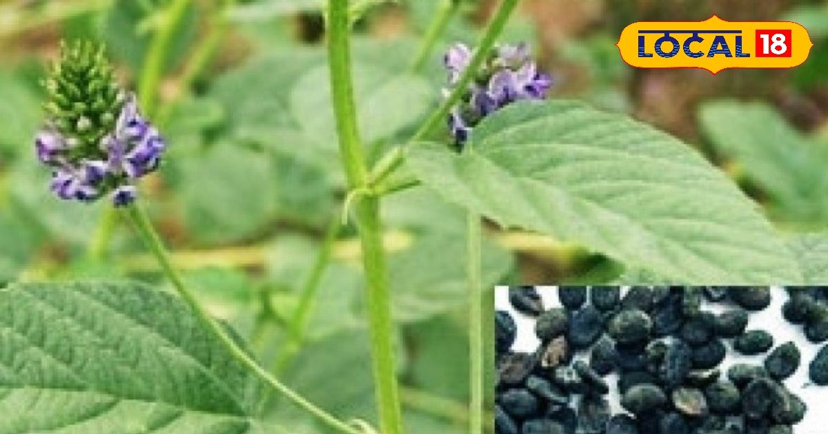 Benefits of Bakuchi | Ayurvedic treatment of white spots| Home remedy ...