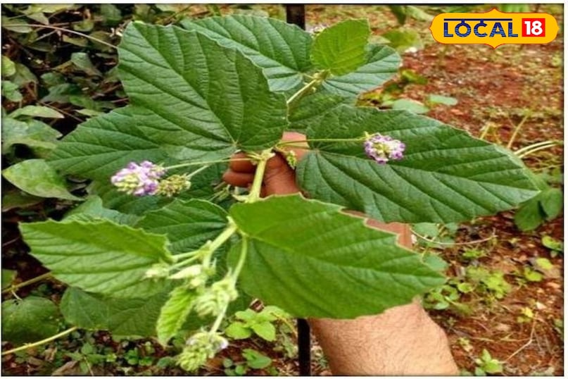 Benefits of Bakuchi | Ayurvedic treatment of white spots| Home remedy ...