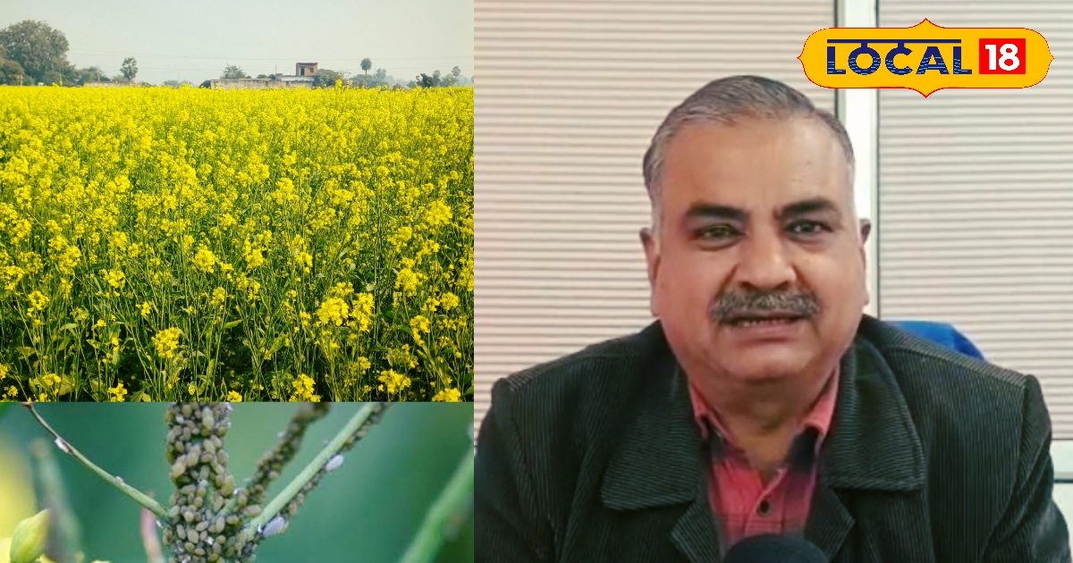 Agriculture News : सरसों पर चेपा रोग का साया, समय रहते नहीं संभले तो ...