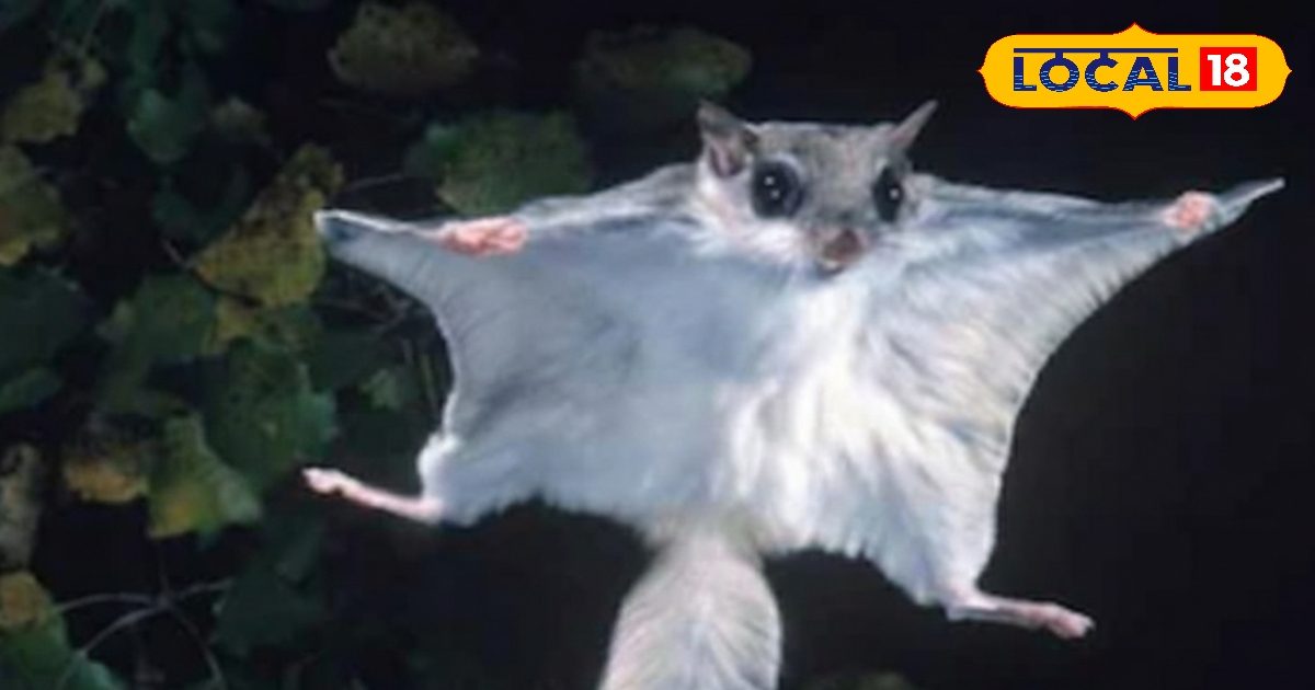 Flying Squirrel: कभी देखी है छलांग लगाती, हवा में गोते खाती गिलहरी? VTR ...
