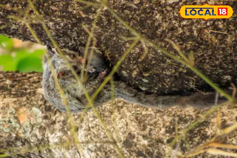 Flying Squirrel: कभी देखी है छलांग लगाती, हवा में गोते खाती गिलहरी? VTR ...