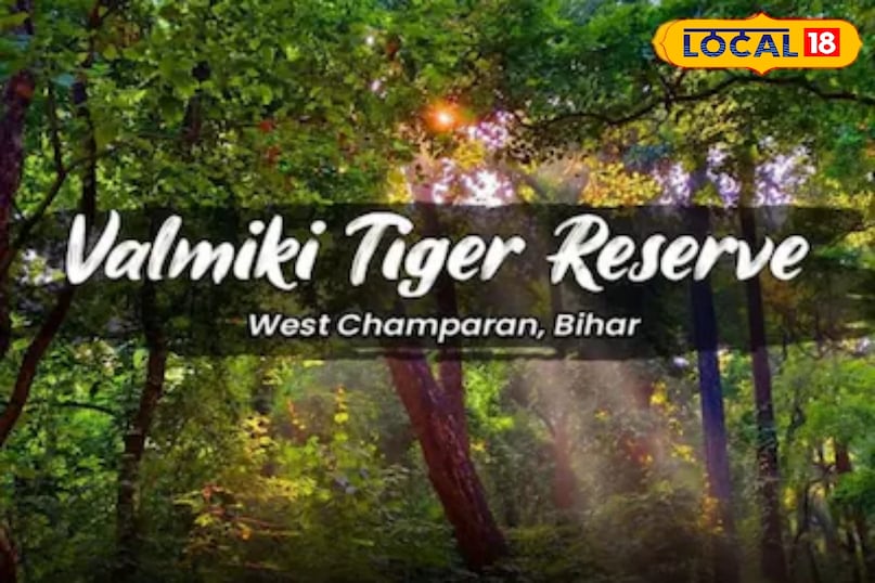 Flying Squirrel: कभी देखी है छलांग लगाती, हवा में गोते खाती गिलहरी? VTR ...