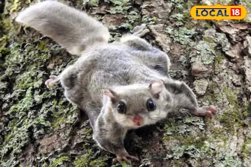 Flying Squirrel: कभी देखी है छलांग लगाती, हवा में गोते खाती गिलहरी? VTR ...