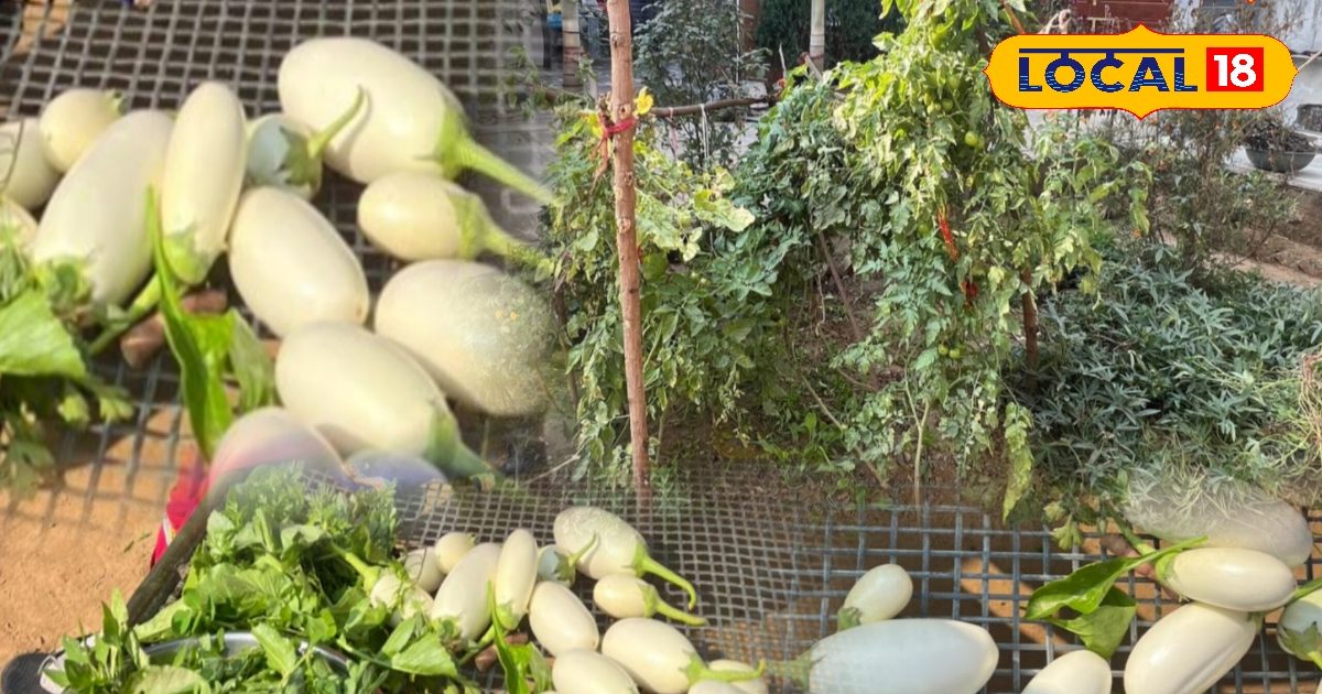 white brinjal | white brinjal farming | gardening tips | kitchen garden ...