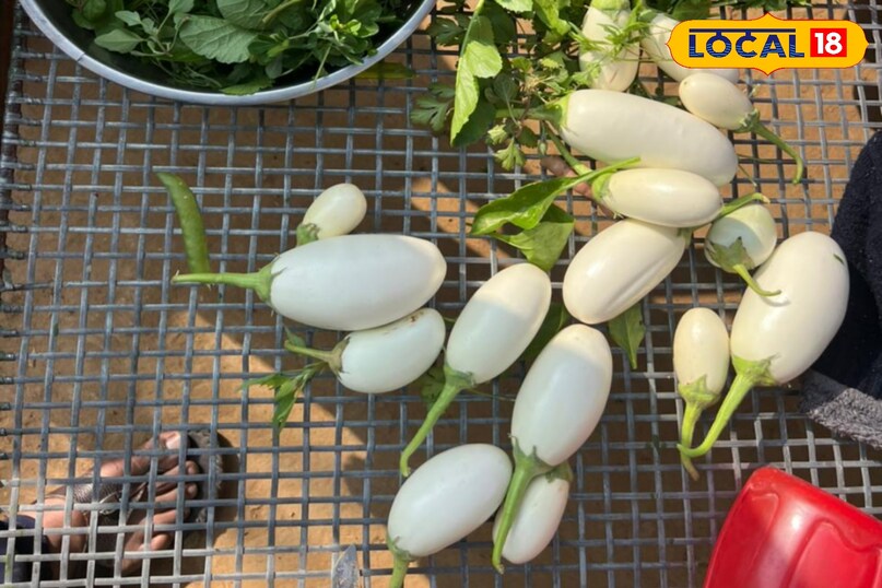 white brinjal | white brinjal farming | gardening tips | kitchen garden ...