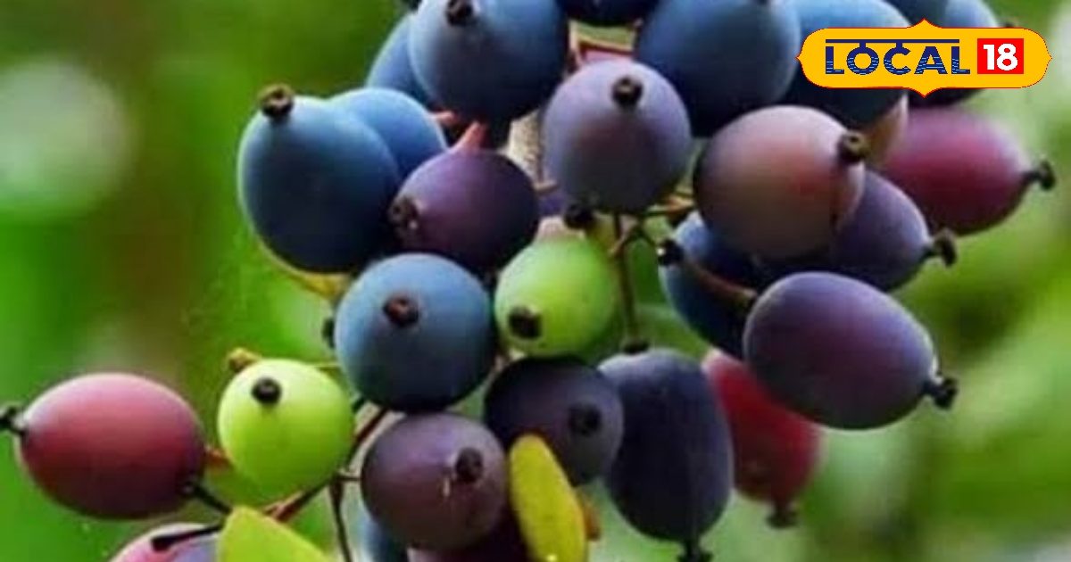 This tangy fruit that grows in forests is a natural remedy for good ...