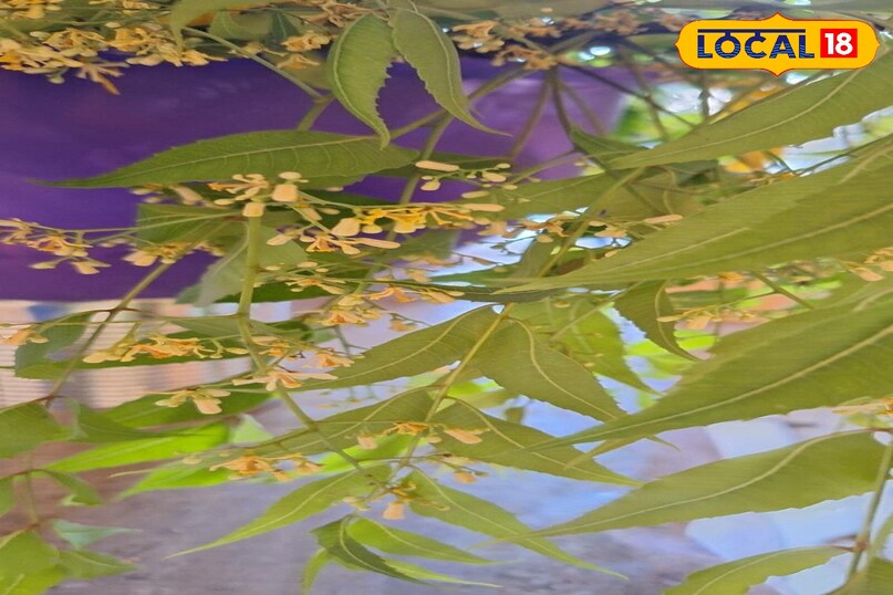 सरसों की फसल में मोयला का उपचार | How to Control Aphids (Moyla) in ...