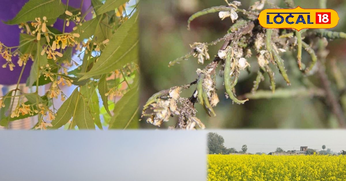 सरसों की फसल में मोयला का उपचार | How to Control Aphids (Moyla) in ...