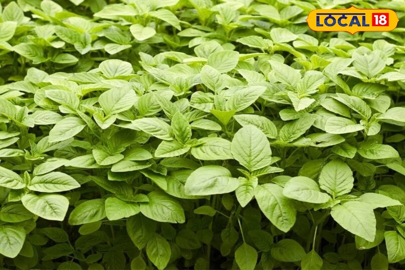 This vegetable is a treasure trove of health! In Khargone, people ...