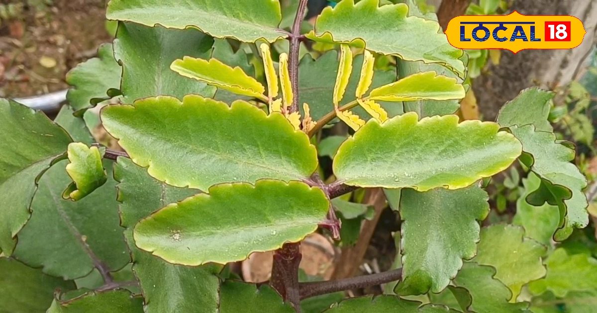 पथरी के दर्द से परेशान? इस पौधे की पत्तियों का सेवन करें, चुटकियों में ...