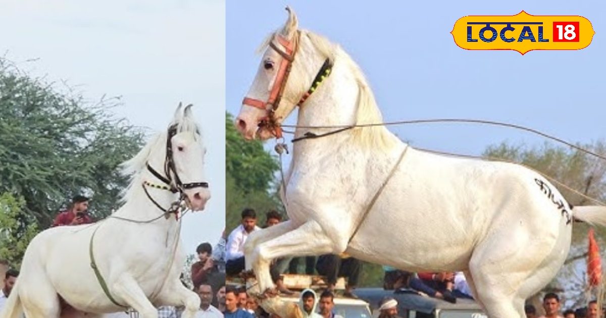 कुचामन की घोड़ियों का पशु मेले में जलवा, ‘काजल’ ने लहराया परचम, चाल और ...