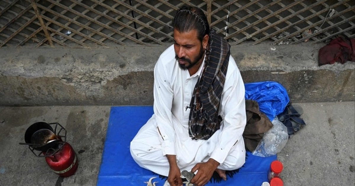 पाकिस्तान की गलियों में बिकने वाला वियाग्रा, छिपकली के तेल से बनती है ...