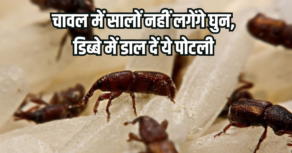 how to remove ghun and insects from rice: चावल में नहीं लगेंगे घुन ...