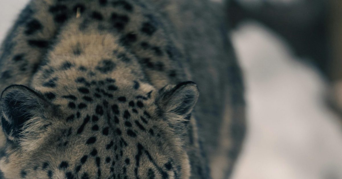 7 Snow Leopards Best Place : हिम तेंदुओं से है प्‍यार तो जाएं भारत इन 7 ...