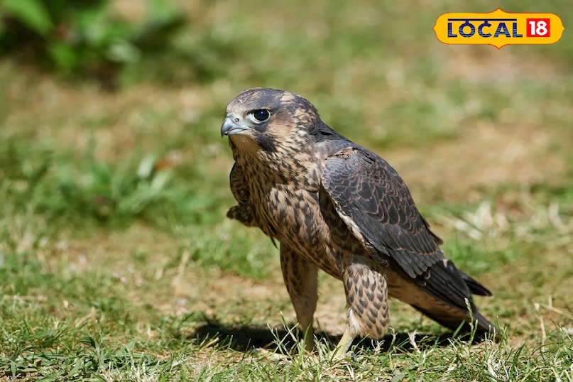 PHOTOS: The 'cheetah of the sky' spotted in Udanti-Sitanadi Tiger ...