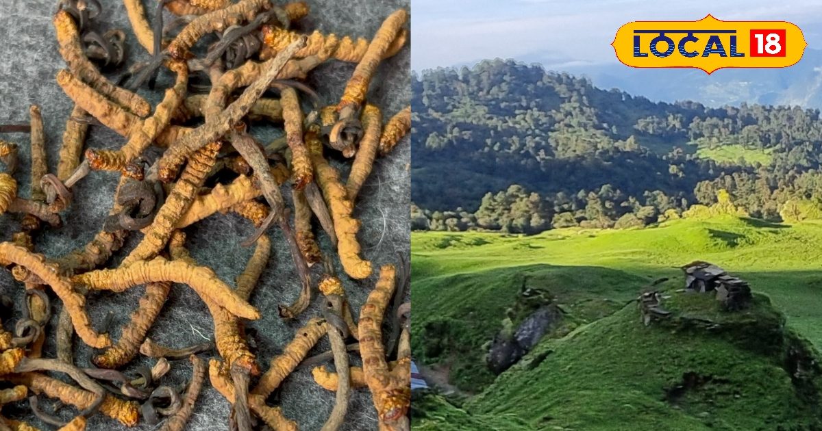 Keeda Jadi: बर्फीले रास्तों पर घंटों पैदल चलकर, कई दिनों की मेहनत के ...