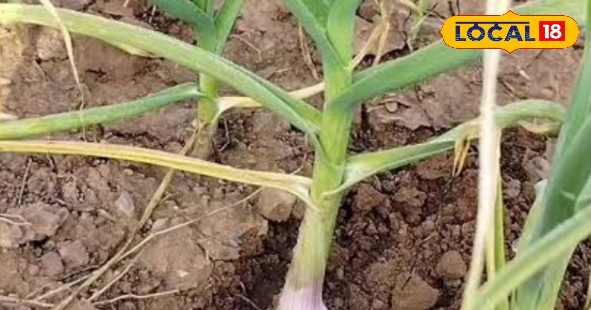 Garlic Leaf Disease | Garlic Farming Tips | White Spots on Garlic ...