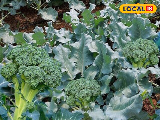 Broccoli Farming : साल में 3 बार कैसे उगाएं ब्रोकली? गोभी किसानों के ...
