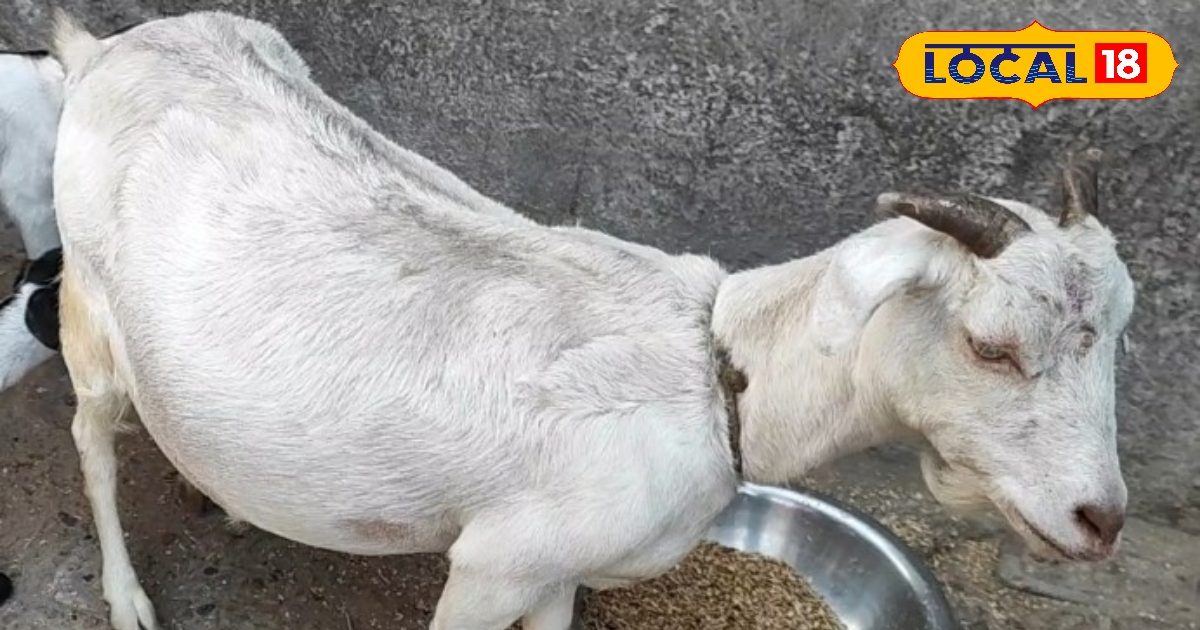 Goat Paralysis: ये लक्षण दिखें तो समझें बकरी को मार गया लकवा, छोटी ...