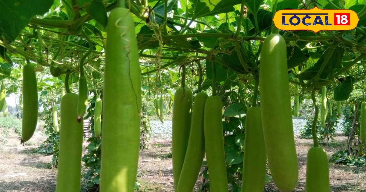 Gourd top varieties : काशी गंगा से लेकर पूसा संदेश तक...लौकी की ये टॉप ...