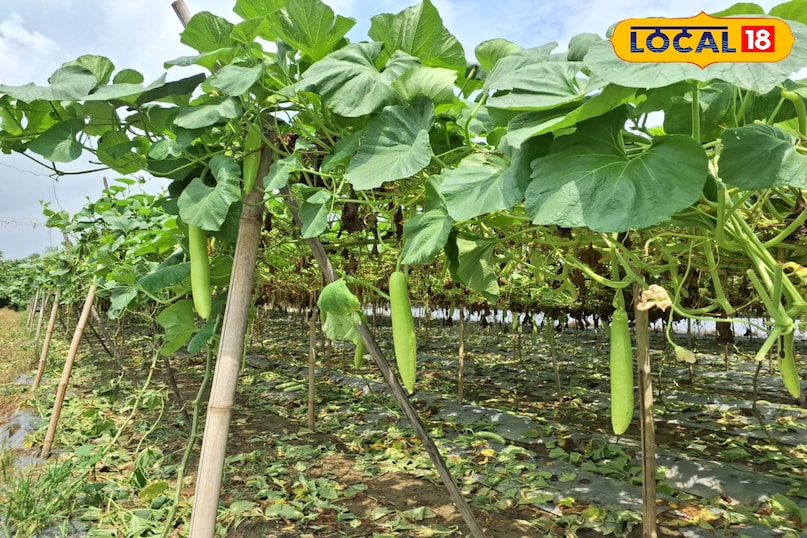 Gourd top varieties : काशी गंगा से लेकर पूसा संदेश तक...लौकी की ये टॉप ...