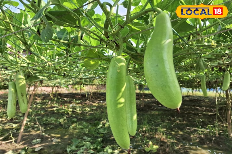 Gourd top varieties : काशी गंगा से लेकर पूसा संदेश तक...लौकी की ये टॉप ...