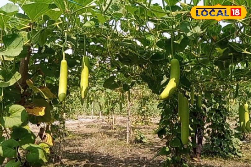 Gourd top varieties : काशी गंगा से लेकर पूसा संदेश तक...लौकी की ये टॉप ...