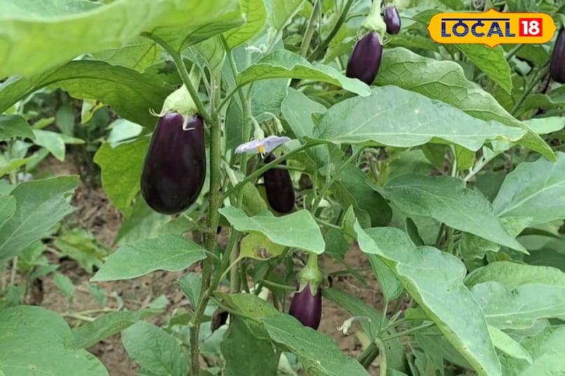 High Yield Brinjal Varieties | Baingan Ki Kheti | बैंगन की खेती | अधिक ...