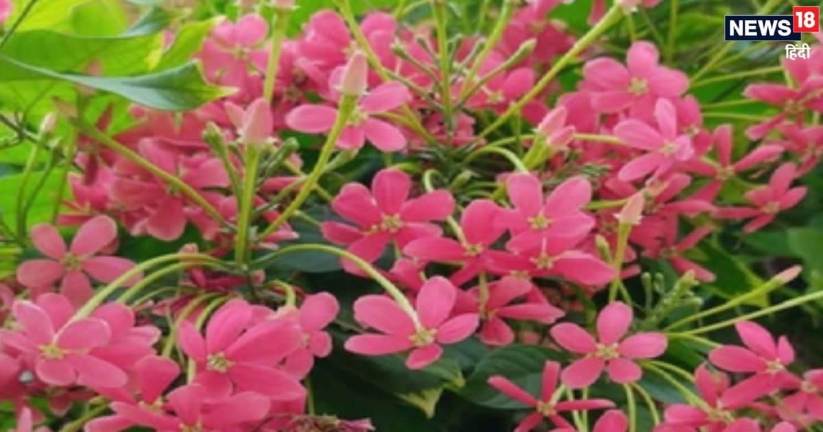 Madhumalati plant health benefits: मधुमालती पौधा सेहत के लिए बेहद ...
