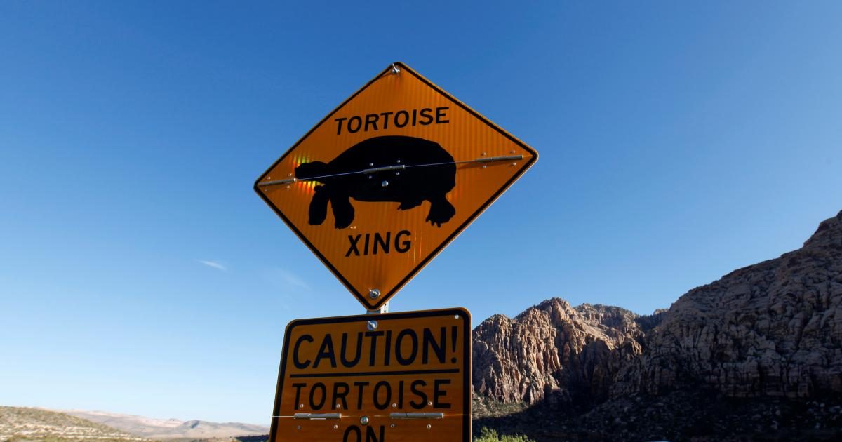 Mojave Desert: Why Judge Shuts 2200 Miles Trails for Tortoise | मोजावे ...