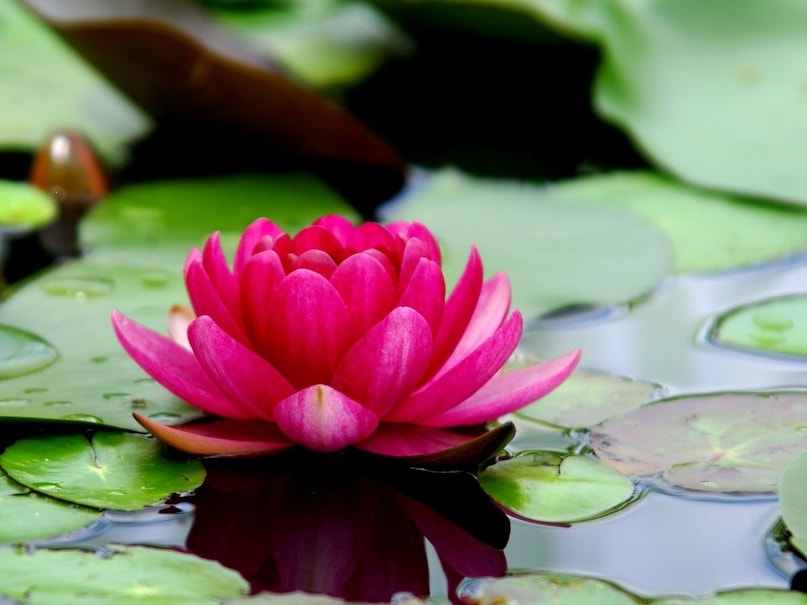 How to grow lotus flower at home step by step guide | बिना तालाब के छत ...
