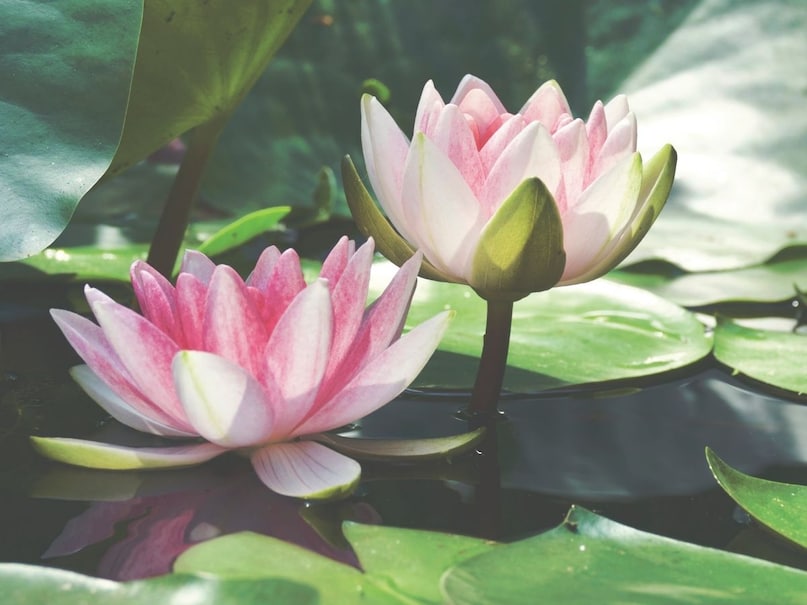 How to grow lotus flower at home step by step guide | बिना तालाब के छत ...
