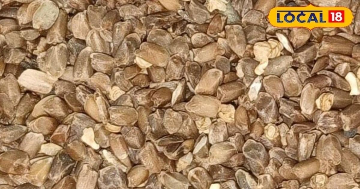 Health Tips | Tal Makhana Benefits | सेहत की देखभाल कैसे करें | ताल ...