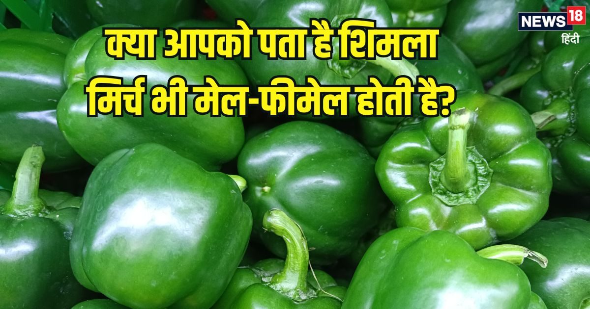 How to identify male-female capsicum: शिमला मिर्च में मेल और फीमेल कौन ...