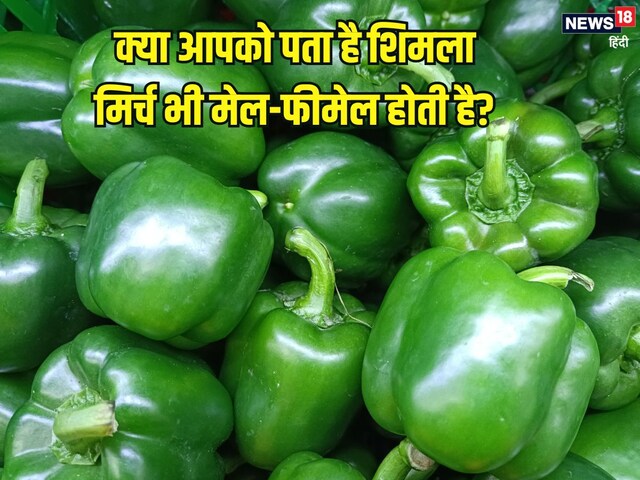 How to identify male-female capsicum: शिमला मिर्च में मेल और फीमेल कौन ...