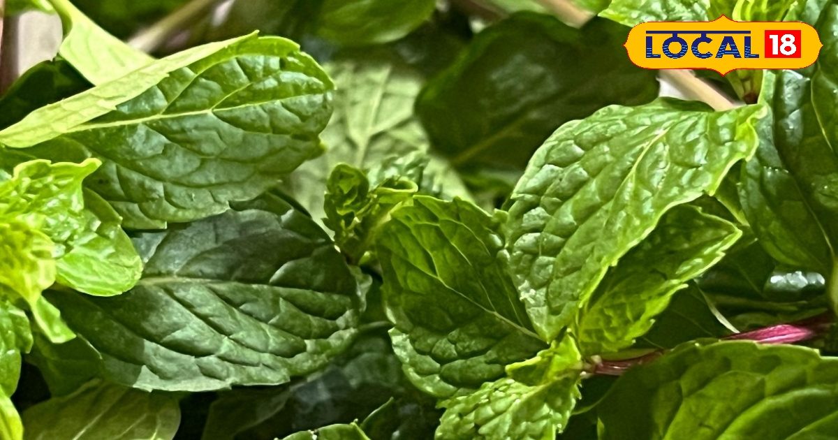 Kitchen Hacks | How to Keep Mint Fresh For Longer | पुदीना स्टोर करने ...