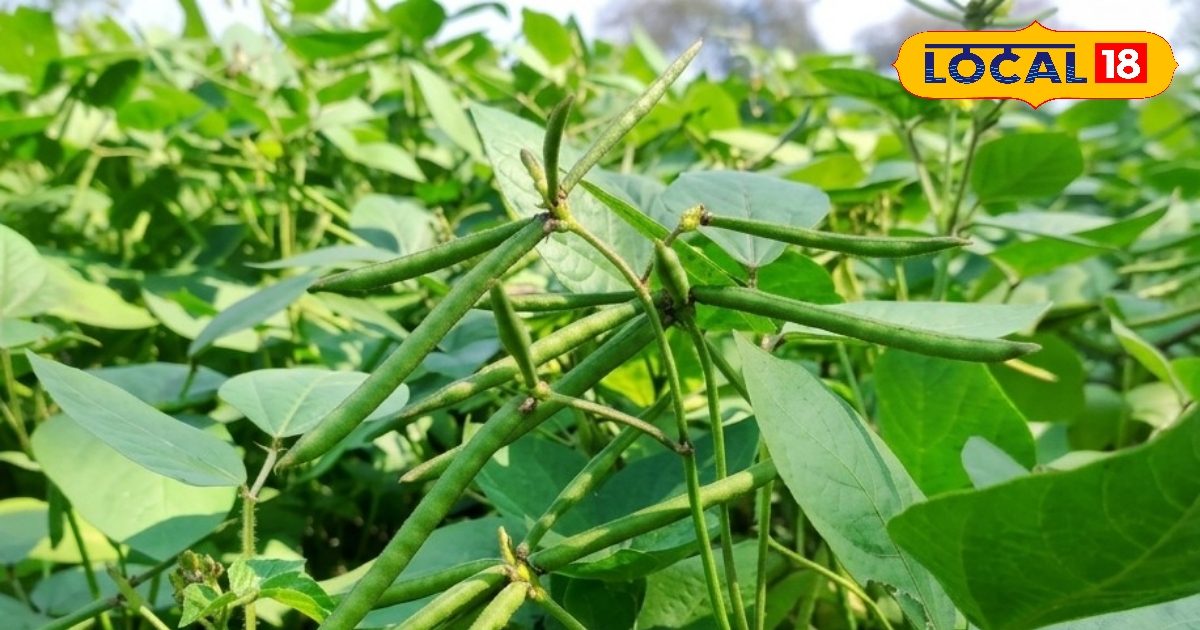 उड़द की फसल की देखभाल कैसे करें | उड़द की फसल से अच्छा उत्पादन कैसे लें ...