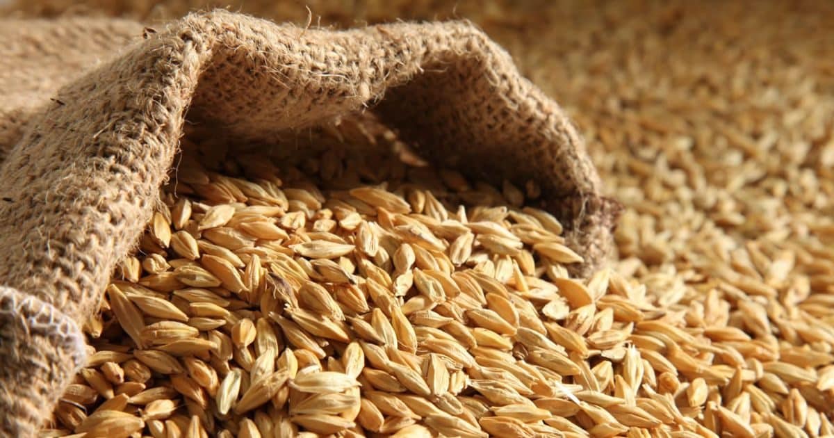 GK: दुनिया में जौ (Barley) का सबसे बड़ा उत्पादक देश कौन सा है? - News18 ...