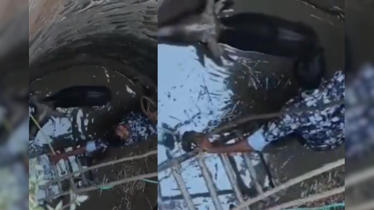 कुएं में गिरा बैल, घंटों की मेहनत और कड़ी मशक्कत के बाद आया बाहर; VIDEO ...