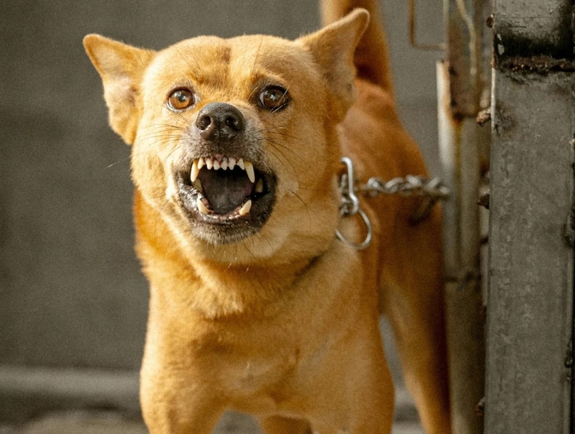 Dog Bites In Summer: गर्मी बढ़ते ही क्यों खूंखार हो जाते हैं कुत्ते ...