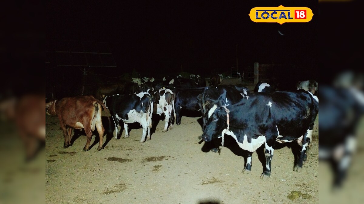 Animal care tips: तेज गर्मी में पशुओं इस तरह करें देखभाल, वरना नुकसान ...