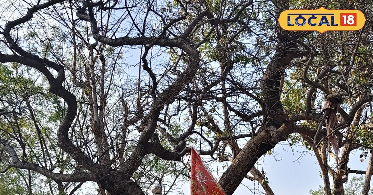 500 साल पुराना है यूपी का यह पेड़, मां चंद्रिका ने किया था रोपित ...