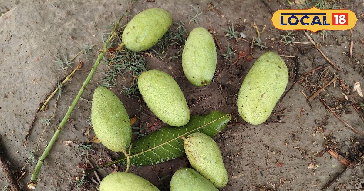 आंधी में गिरे कच्चे आमों को फेंकें नहीं! अपनाएं ये 7 शानदार तरीके ...