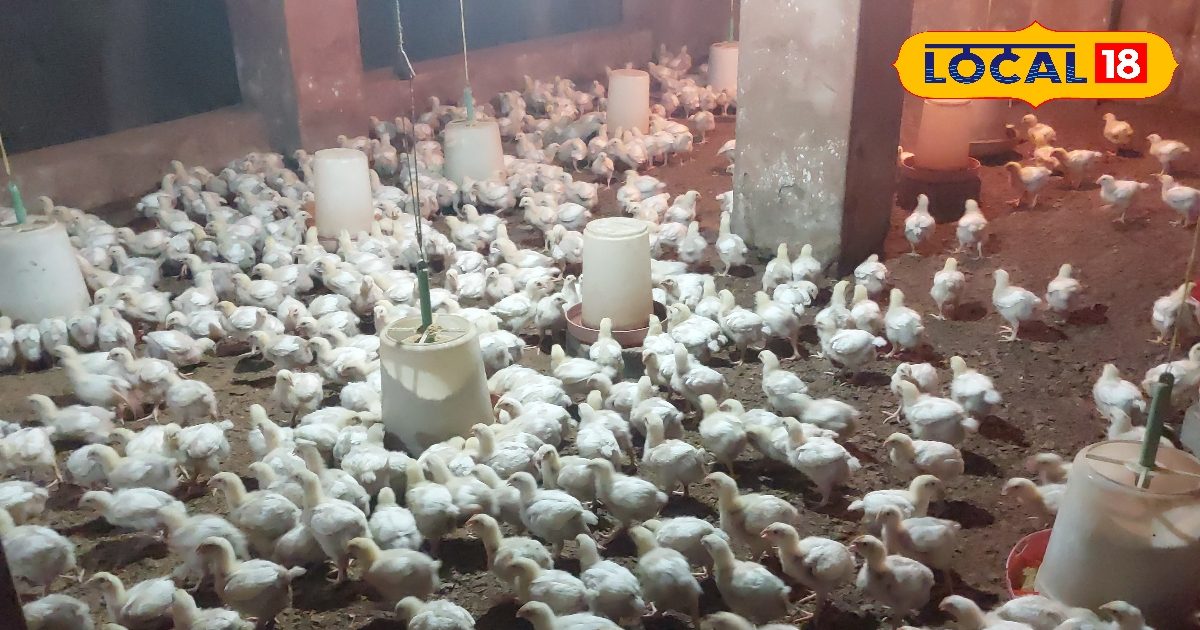 how to start poultry farm at home with low investment self employment ...